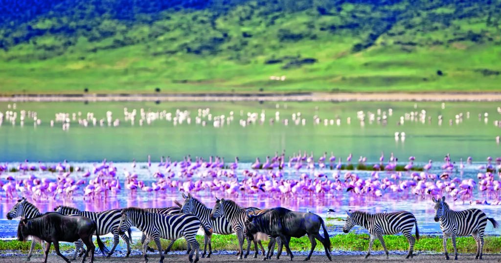 Animals in Ngorongro crater: - wildlife in ngorongoro crater