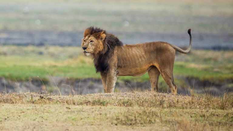 Animals in Ngorongro crater: - wildlife in ngorongoro crater