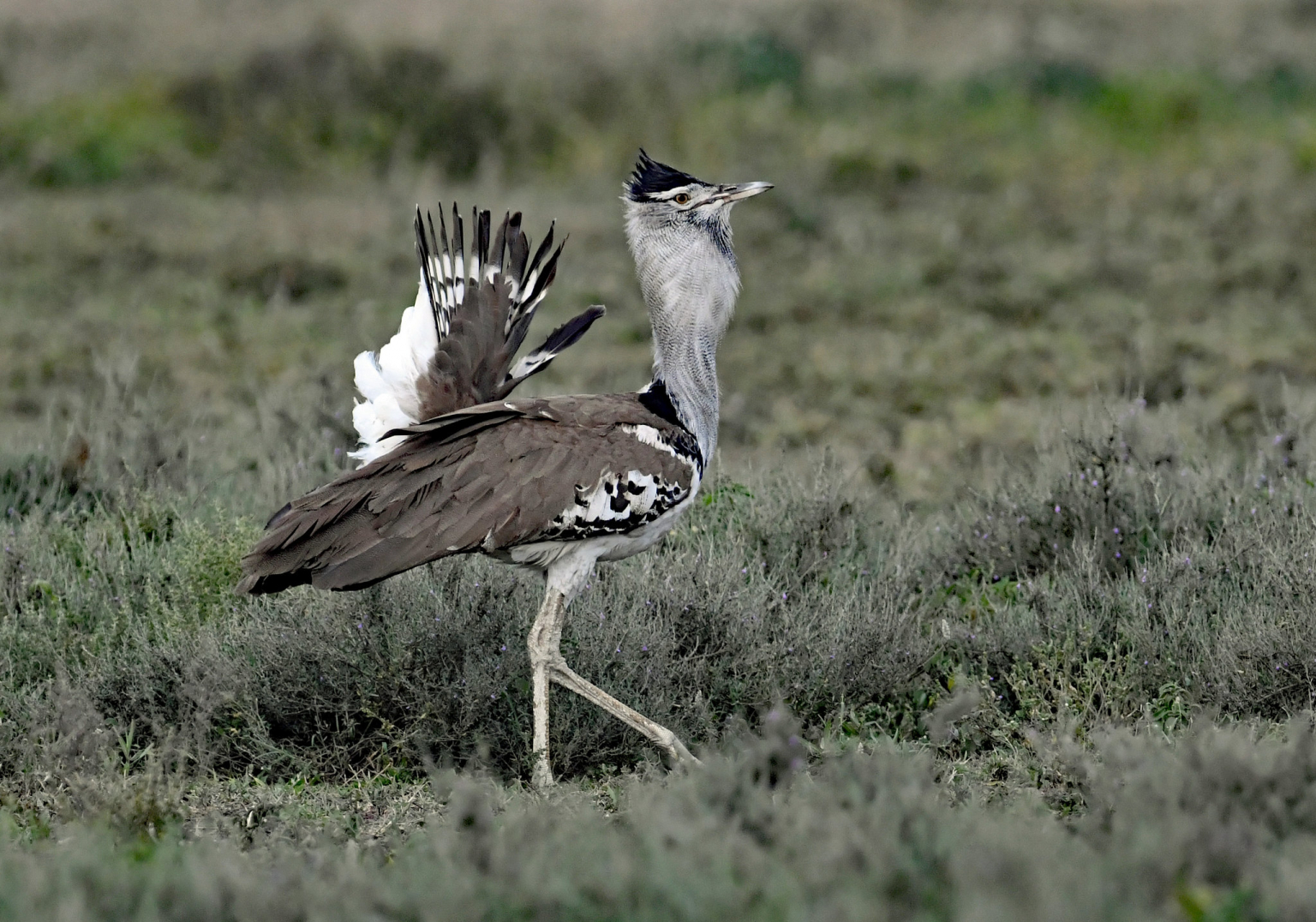 Ngorongoro Crater | Tanzania Safaris | Focus East Africa Tours