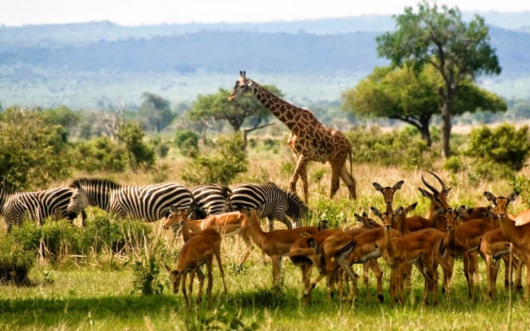 3 Days Mikumi Safari | Mikumi National park | Tanzania Tours