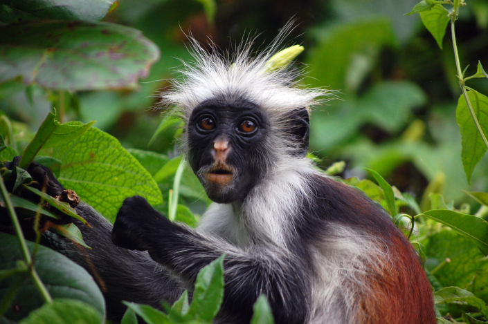 Zanzibar Wildlife | Zanzibar Island | Zanzibar Holidays
