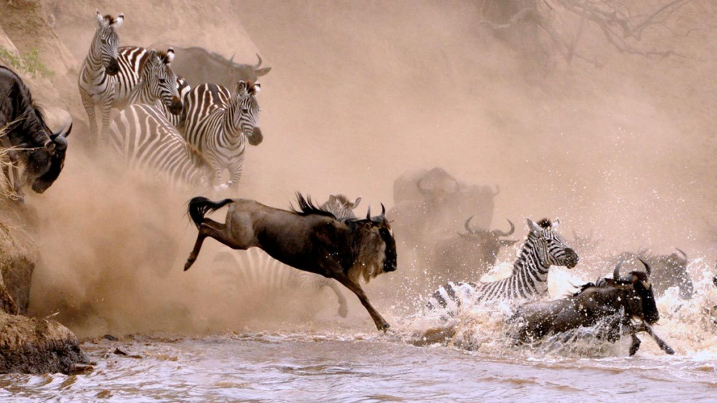 The Great Serengeti Wildebeest Migration | Serengeti Safaris Tours
