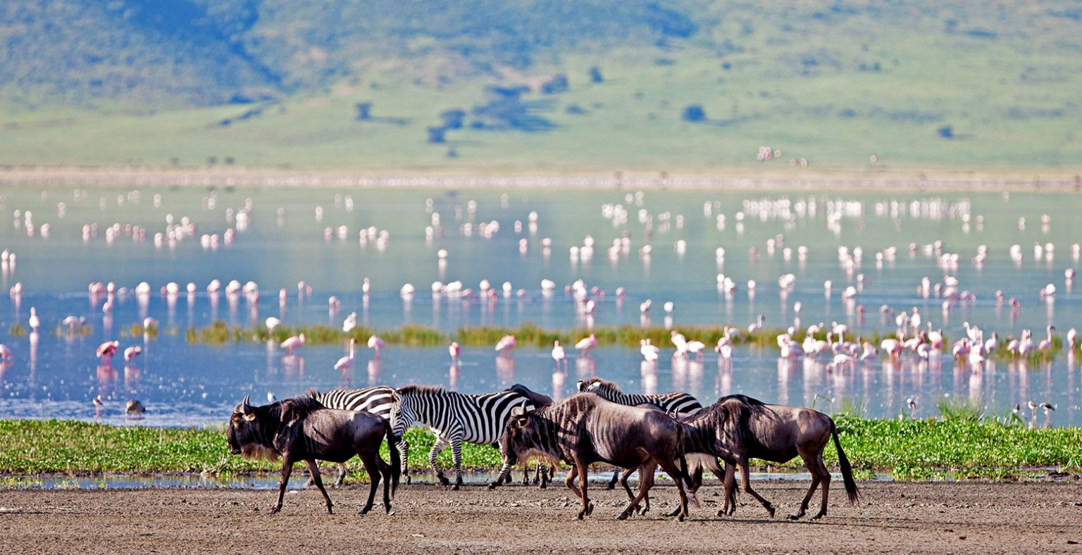 Why is Ngorongoro a Top Tourist Attraction? | Ngorongoro Crater Tours
