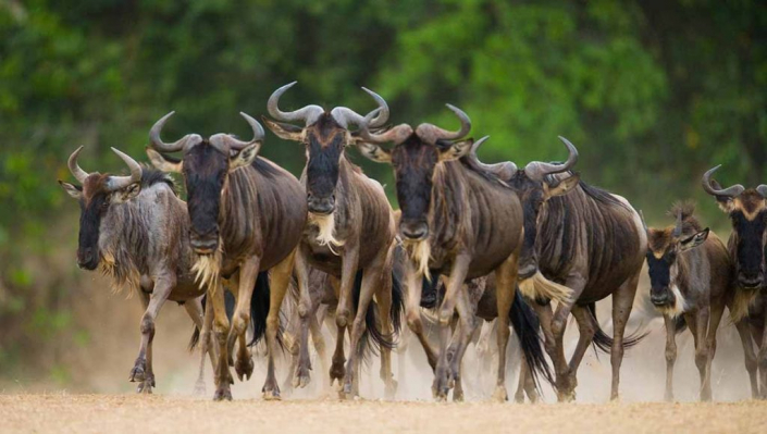 6 Facts about Wildebeest | Serengeti National Park | Tanzania Tours
