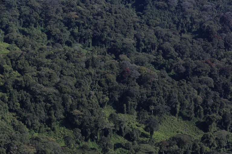 Activities in Nyungwe National Park | Explore Tanzania Tours
