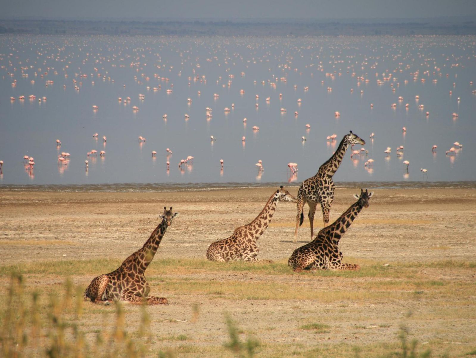 Why is Ngorongoro a Top Tourist Attraction? | Ngorongoro Crater Tours