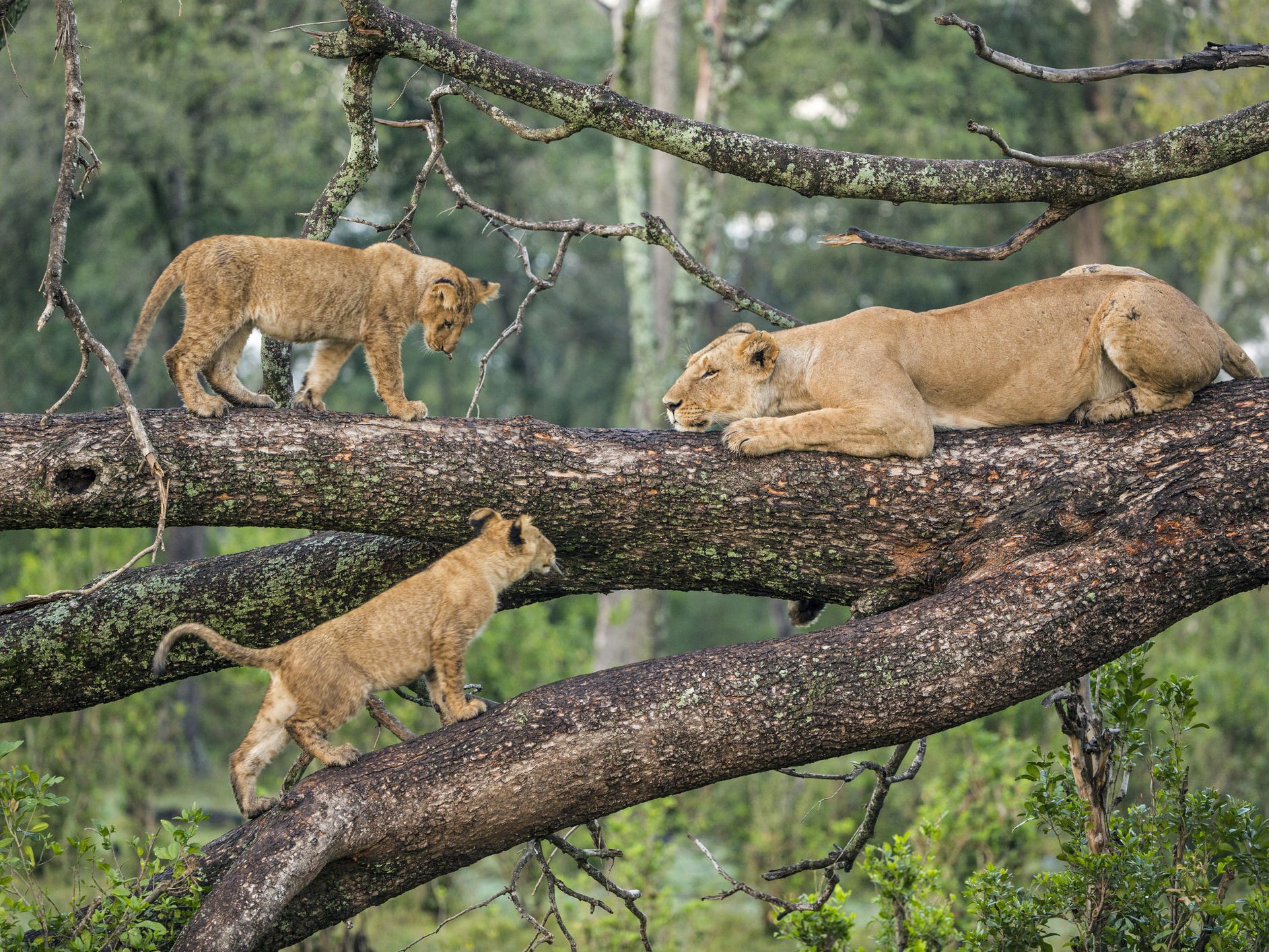 7 Reasons to visit Lake Manyara National Park | Explore Tanzania Tours