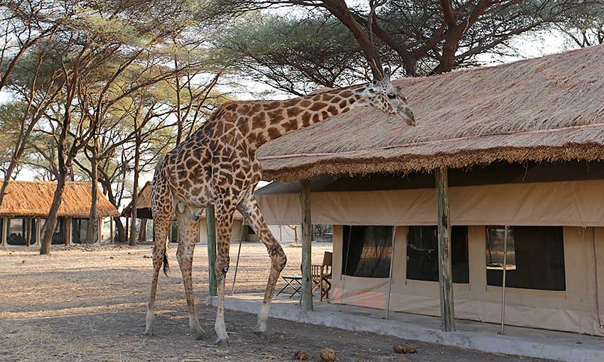 Flycatcher Ruaha Camp | Ruaha Natonal Park | Tanzania Safaris