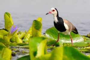 Amboseli National Park Birds | Bird watching in Amboseli National Park