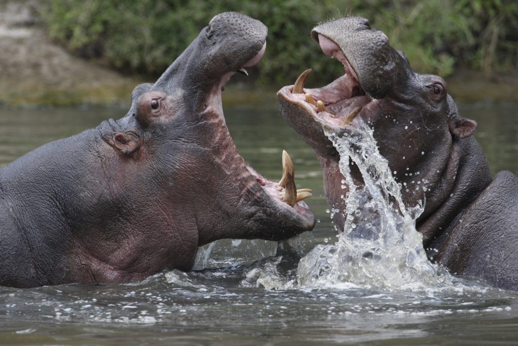 12 Interesting Facts About Hippos | Tanzania Wildlife Safaris | Hippos
