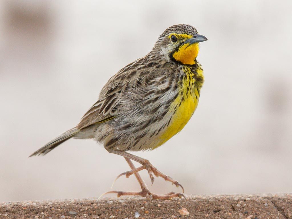 Amboseli National Park Birds | Bird watching in Amboseli National Park