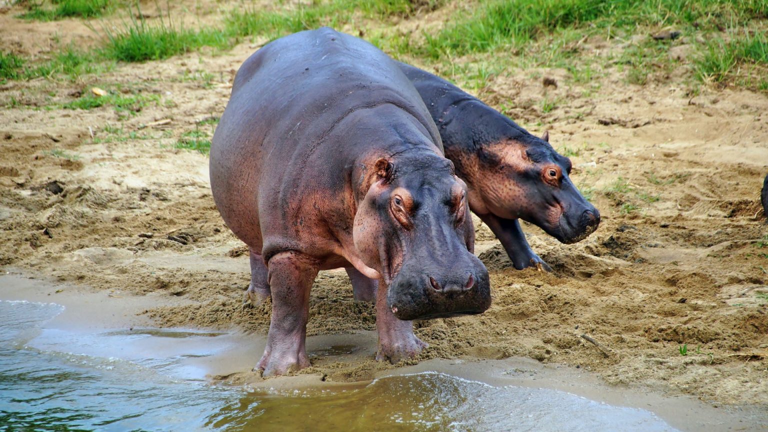 12 Interesting Facts About Hippos | Tanzania Wildlife Safaris | Hippos