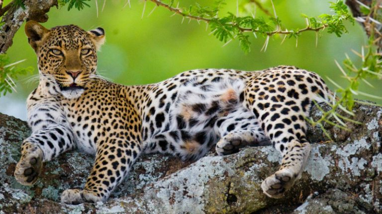Top 4 Best Places and National Parks to see Leopards in Tanzania