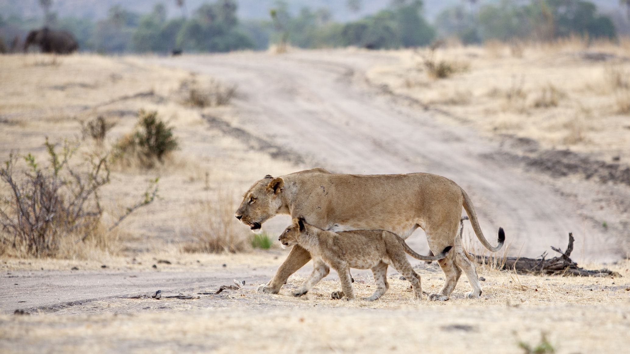 Ruaha National Park Safari Guide | River Ruaha | Tanzania Safaris Tours