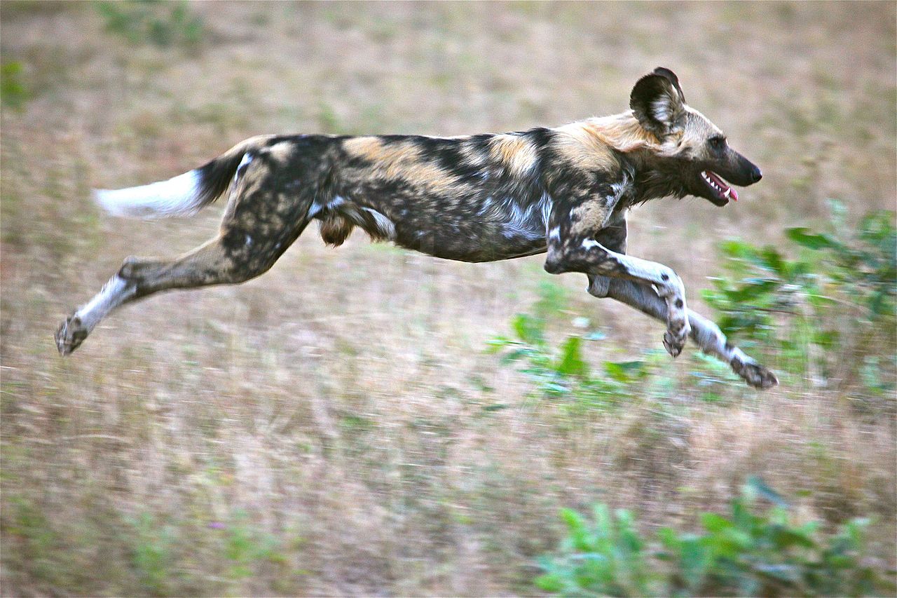 Facts About the African wild Dog | Wild Dog | Tanzania Safaris Tours
