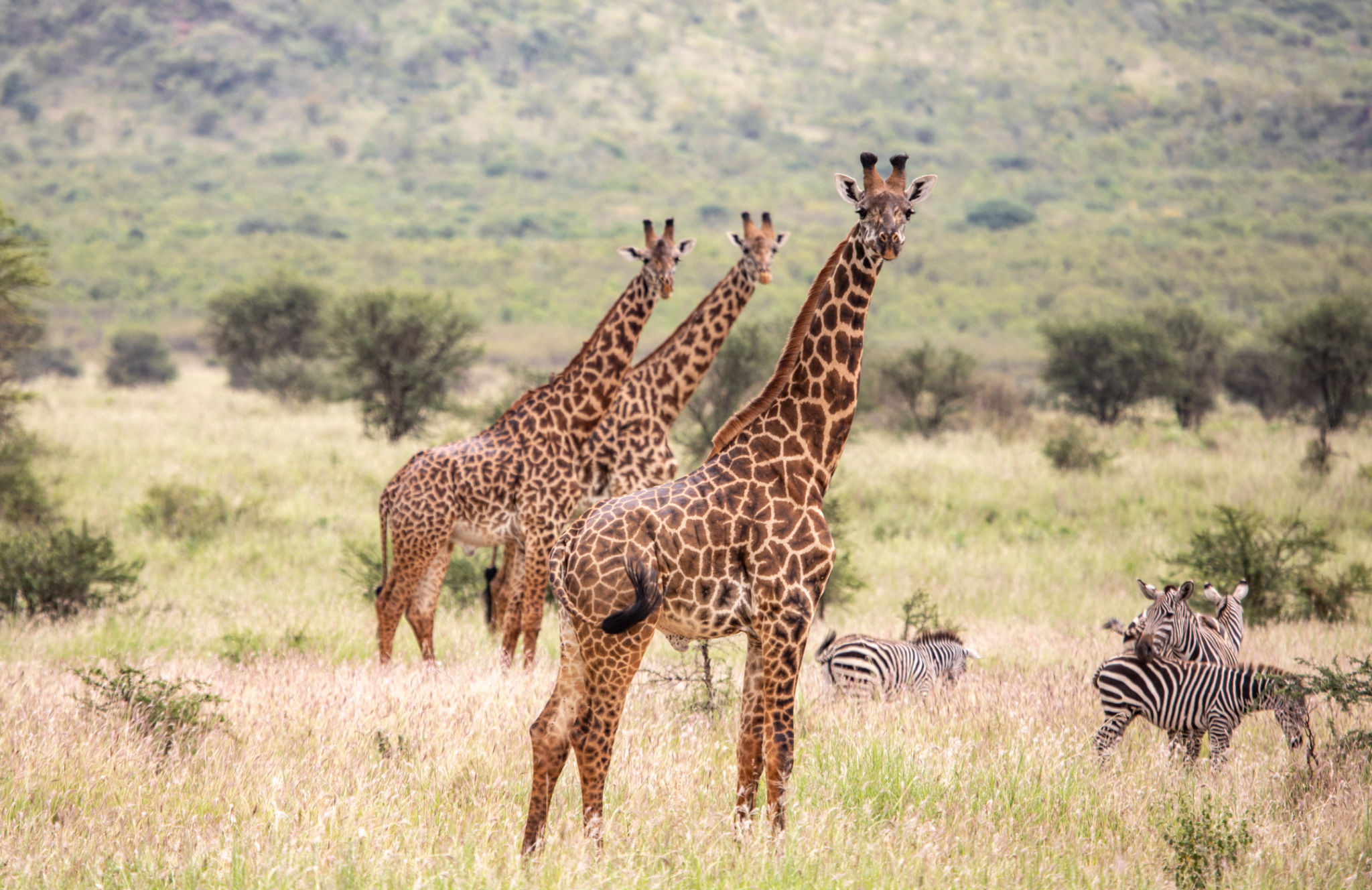 Complete guide to visiting Mkomazi National Park | Tanzania Safari