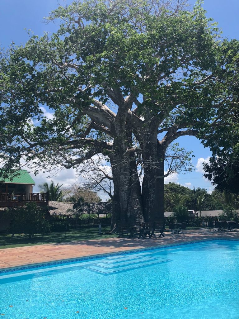 Amarula Tree Hotel | Mikumi national park | Tanzania Safaris