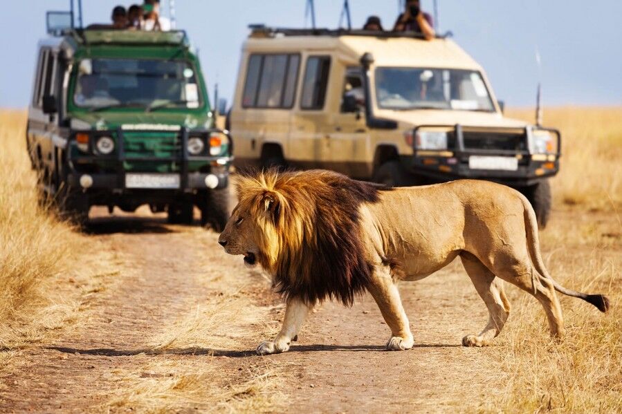 What To Expect On A Game Drive In Africa? | Africa Safaris