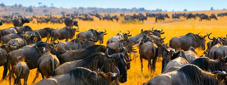 Amazing Facts about Tanzania | Tanzania Safaris | Tanzania Tours