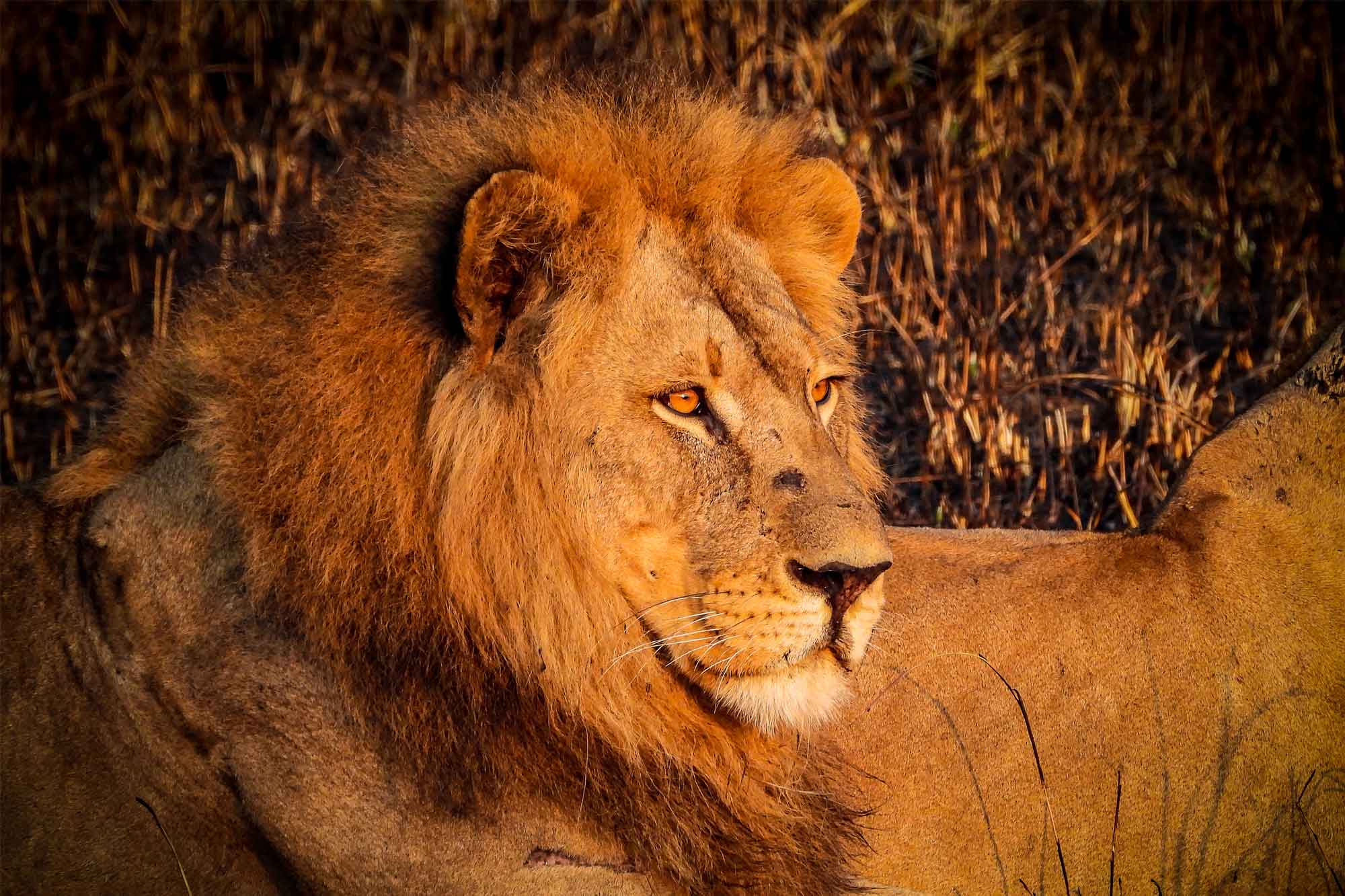 Rungwa Game Reserve | Tanzania Game Reserves | Tanzania